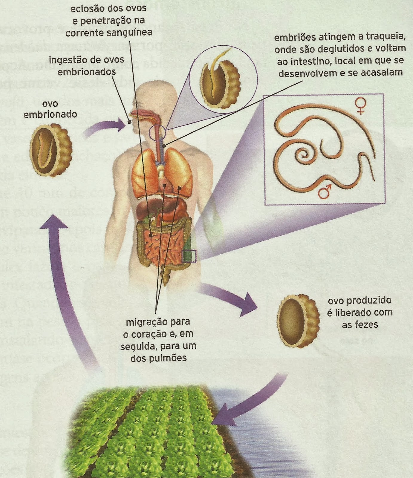 Segundo Ano Biologia: Nematelmintos